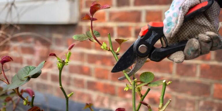 When and How to Prune a Rose Bush: An Easy Step-by-Step Guide - Natural Garden Tips