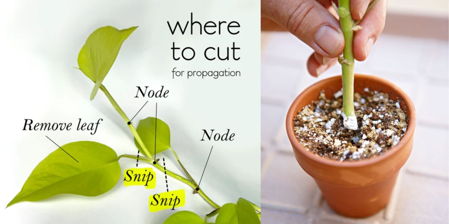 How to Propagate Plants from Cuttings: A Comprehensive Guide - Natural ...