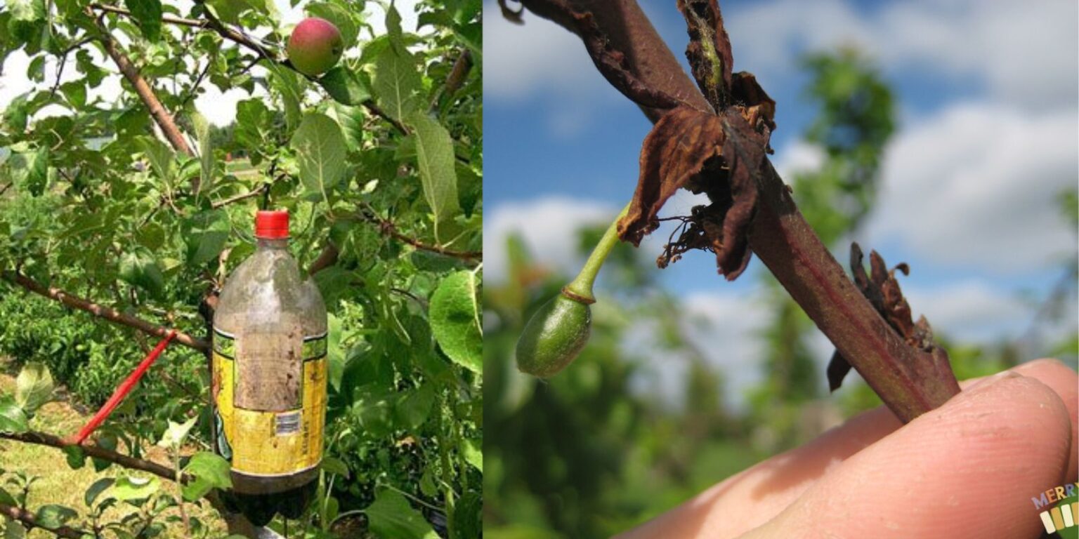 Home-Made Codling Moth Traps: Protecting Your Fruit Trees - Natural ...