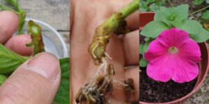 How to Propagate Petunias from Cuttings: A Step-by-Step Guide for ...