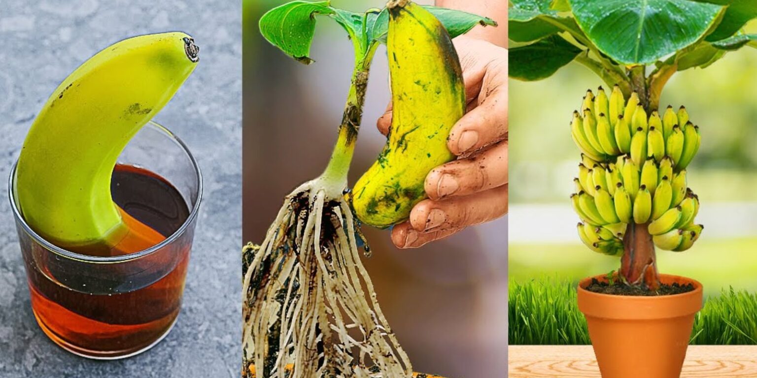 How to Grow Bananas in Pots: A Step-by-Step Guide to Growing Banana ...