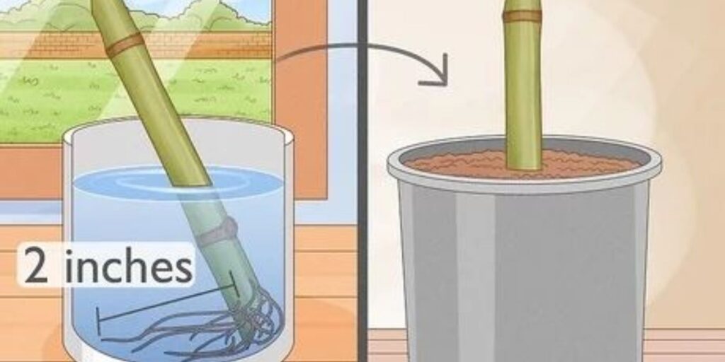 How to Propagate Bamboo: Three Proven Methods for Growing Your Own ...