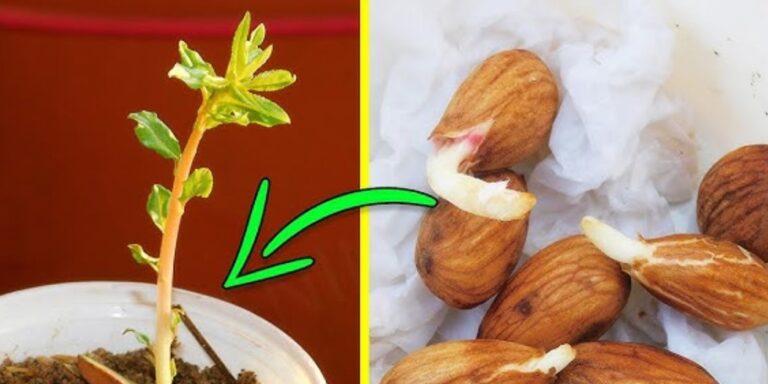 How to Grow Almond Trees: A Gardener's Complete Guide to Success ...