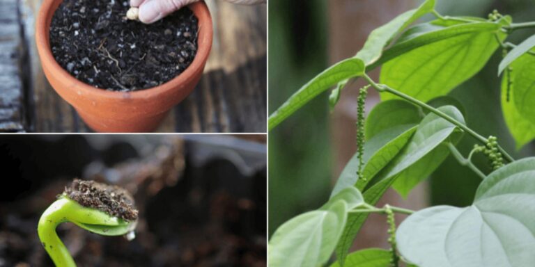 How to Grow Black Pepper: A Complete Guide to Cultivating the King of ...