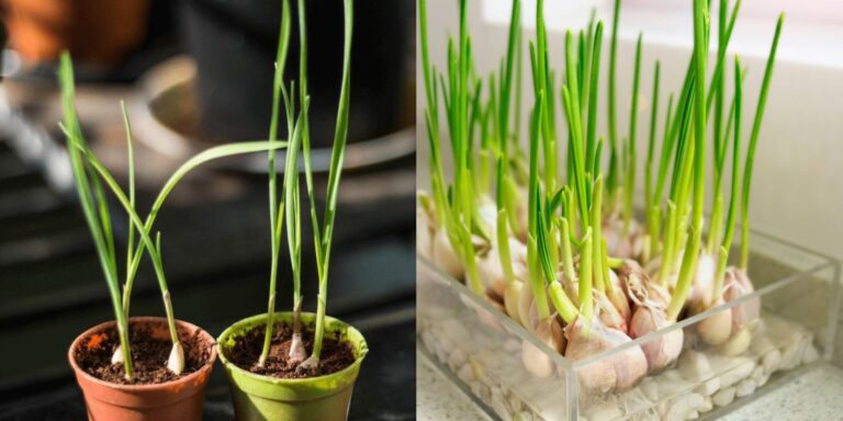 How to Grow Garlic in Pots: A Step-by-Step Guide for Fresh, Homegrown ...