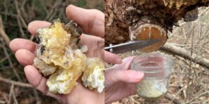Foraging and Using Pine Resin: The Unruly Gardener’s Guide to Natural ...