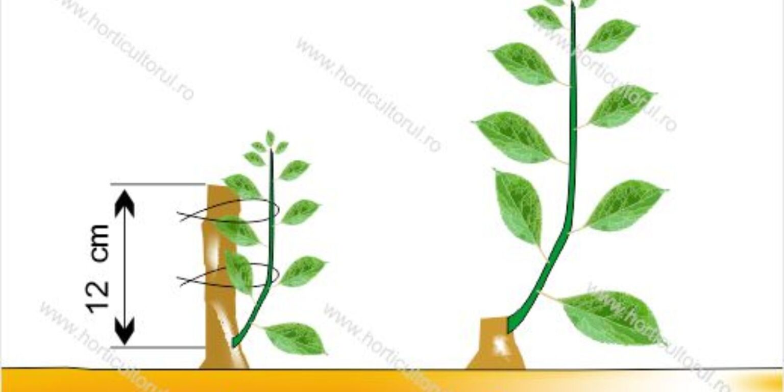Mastering the T-Budding Technique: How to Successfully Graft Trees in ...
