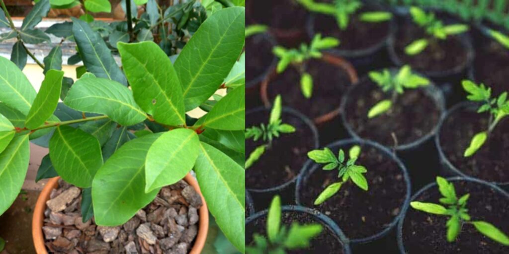 The Ultimate Guide to Planting Bay Laurel: Growing Bay Laurel in Pots ...