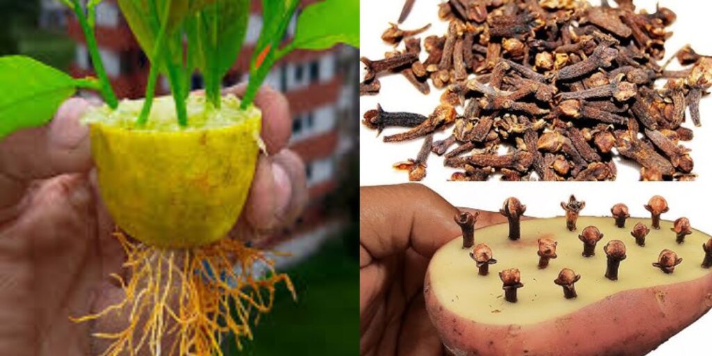 "Growing a Clove Tree at Home: Step-by-Step Guide to Cultivating this ...