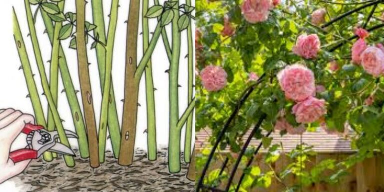 Training Roses to Produce More Flowers: The Ultimate Guide - Natural ...