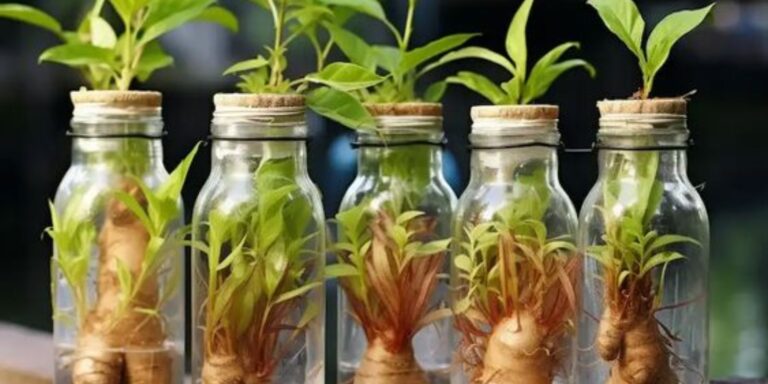 The Complete Guide to Growing Ginger in Water: A Simple and Sustainable ...
