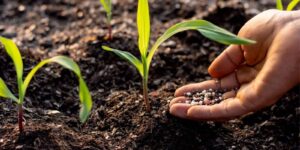 The Best Fertilizers for Corn: A Complete Guide to Maximizing Your Corn ...