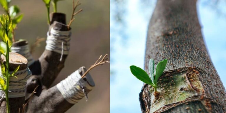 The Complete Guide to Grafting Olive Trees: A Step-by-Step Approach to ...