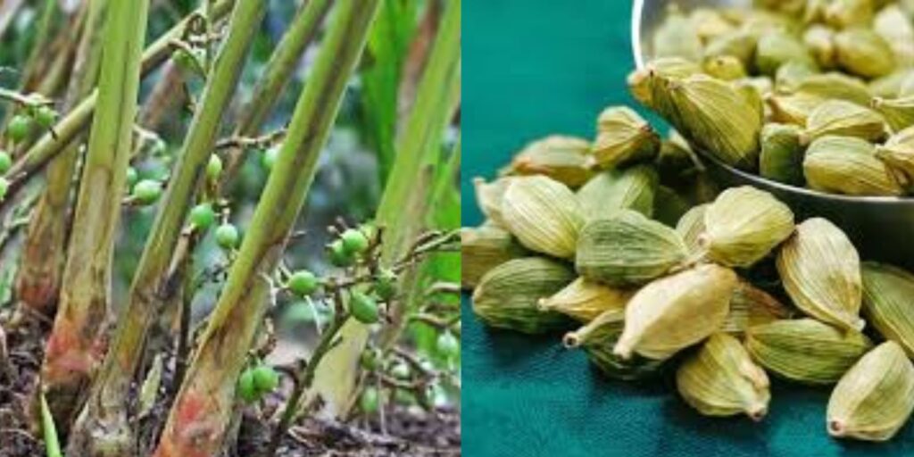 "Growing Cardamom from Seed: A Complete Guide to Cultivating the Queen ...