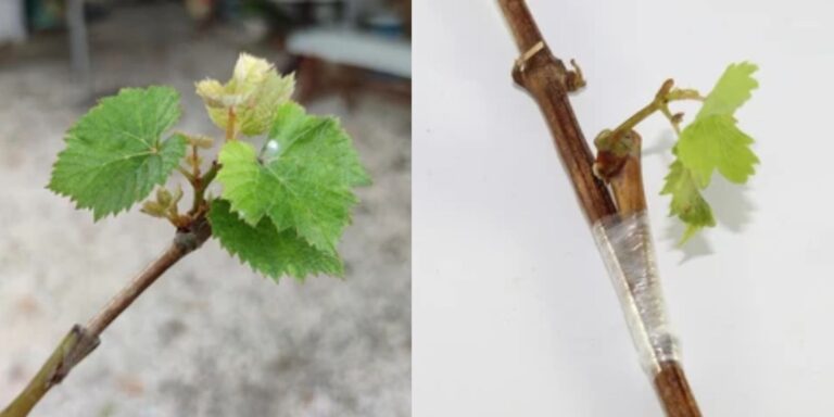 The Art of Grafting Grapes: A Simple Guide for Successful Vine ...