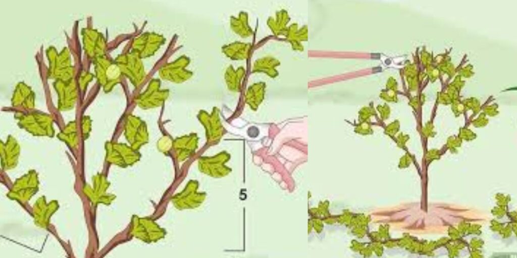 The Ultimate Guide to Pruning Gooseberries for a Healthier, More ...