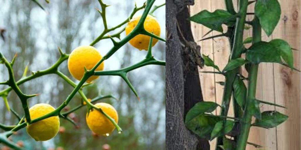 Cultivating Hardy Orange Trees: A Guide to Growing Unique, Thorny ...