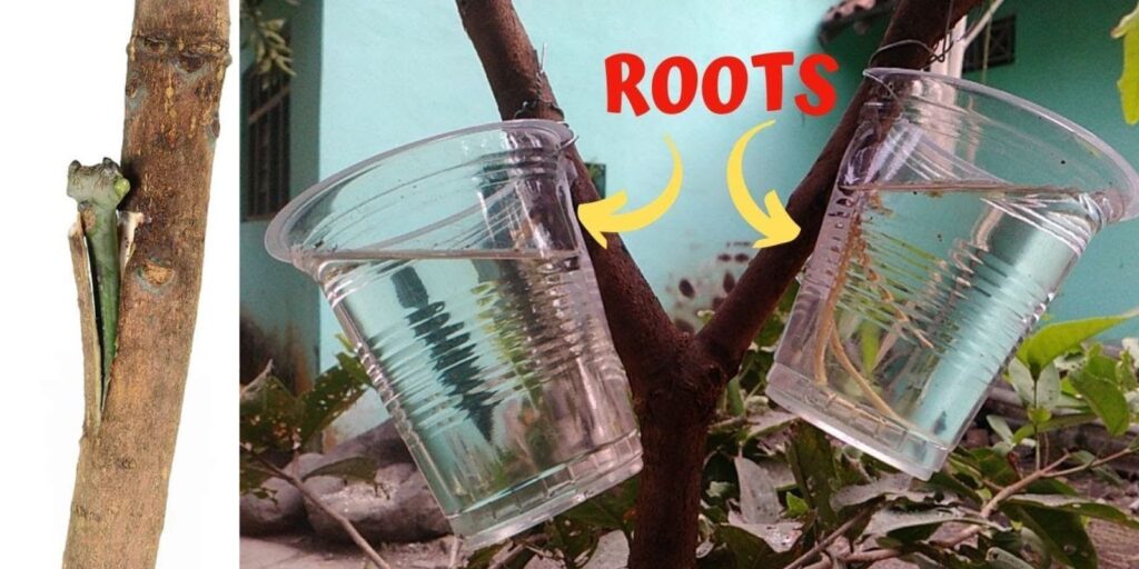 How to Propagate Plants by Air Layering: A Step-by-Step Guide - Natural ...