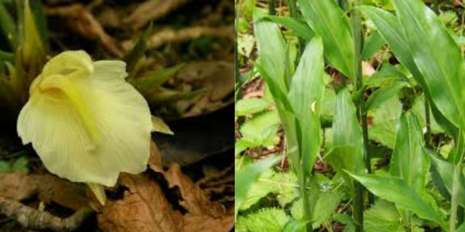 Growing Myoga: The Unique Japanese Ginger for Your Garden - Natural ...