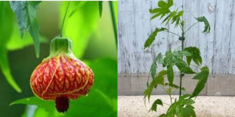 Cultivating the Red Tiger Abutilon: Tips for Growing, Caring, and ...