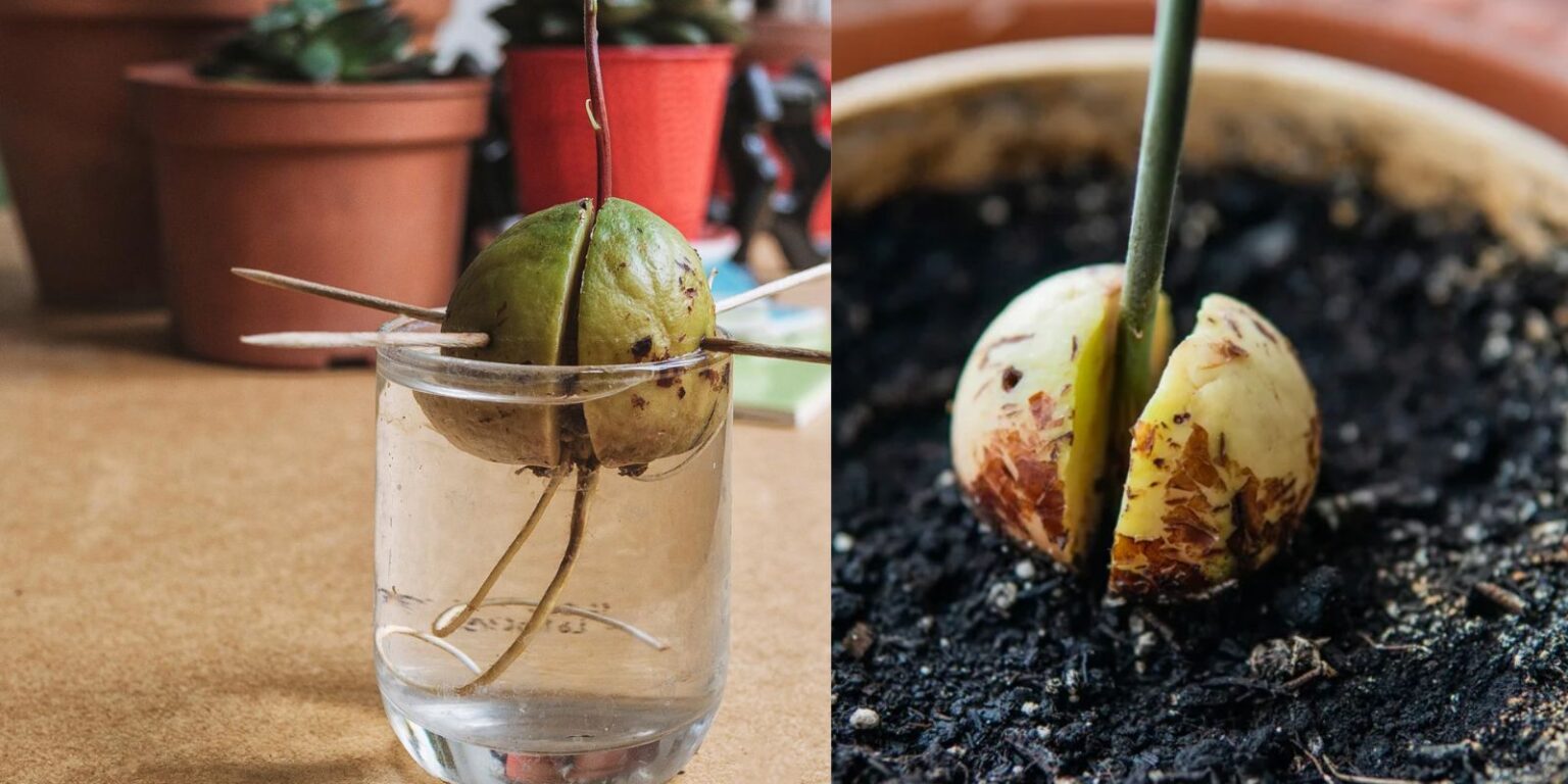 How to Grow an Avocado Tree Indoors – Best Method to Bear Fruit 🥑🌿 ...