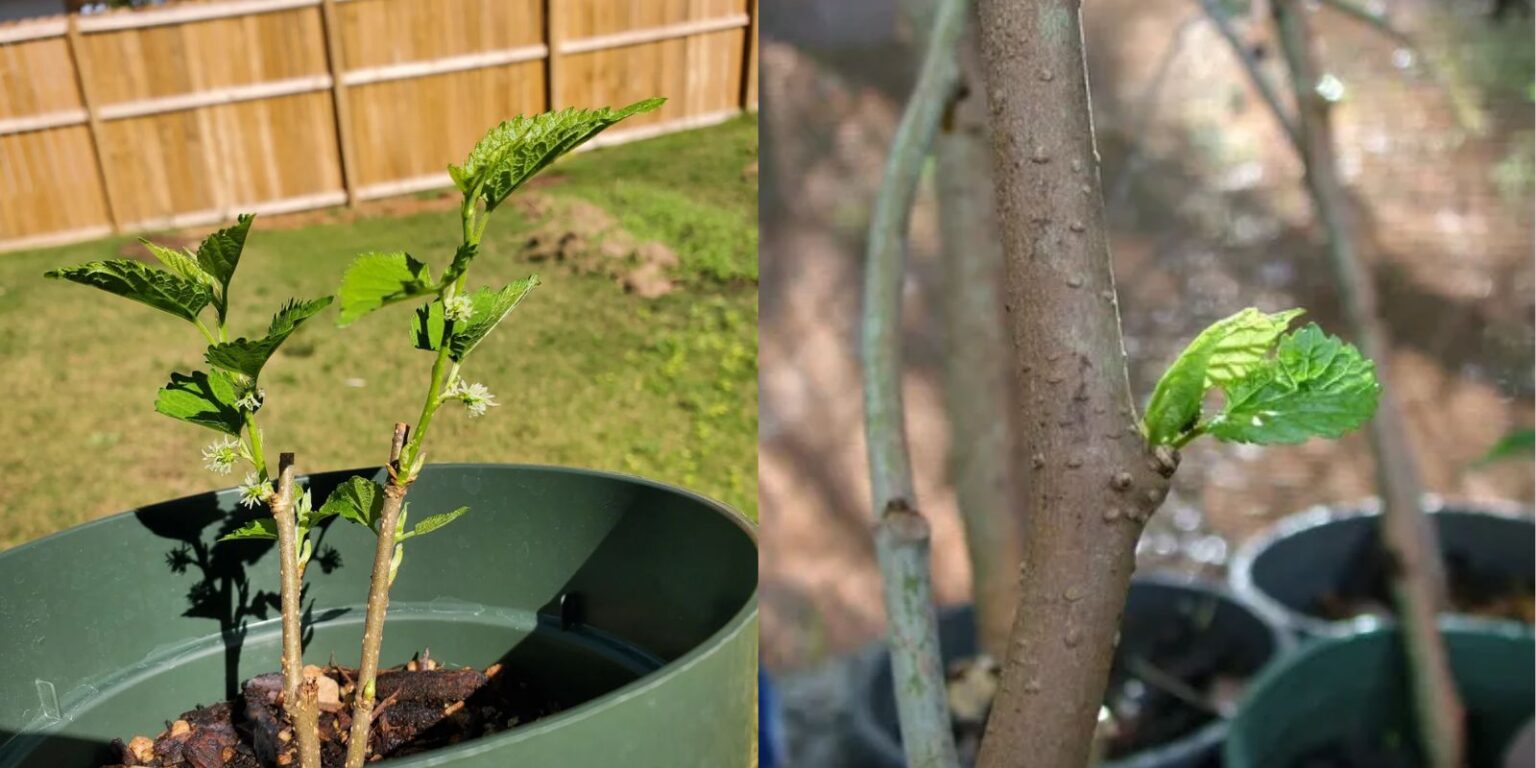 How to Grow a Mulberry Tree from Cuttings: A Complete Guide - Natural ...