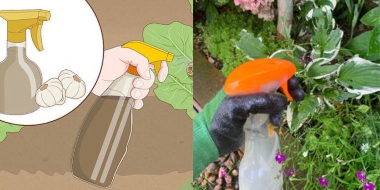 How to Get Rid of Snails in Your Yard: A Complete Guide to Controlling ...