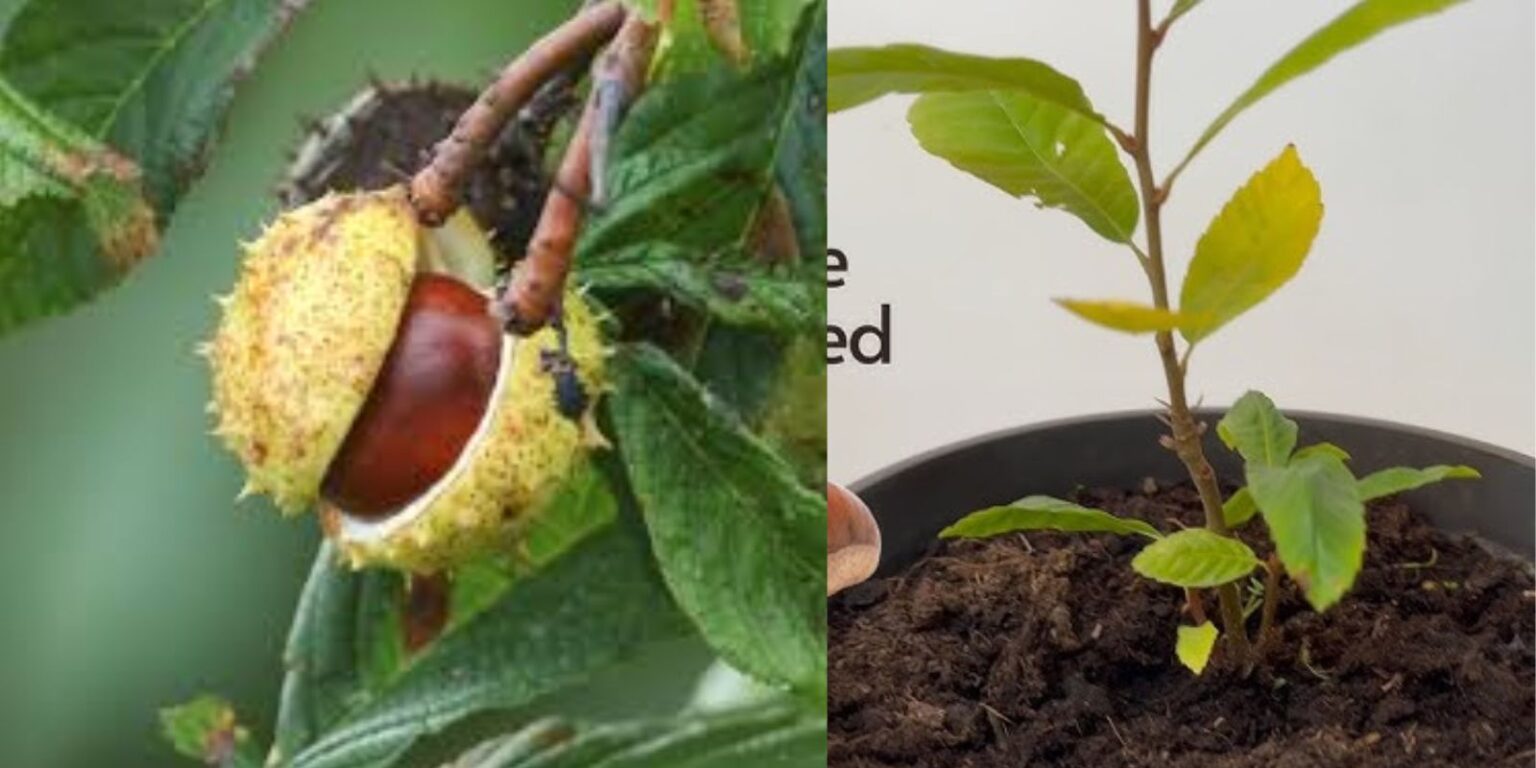 How to Grow & Germinate Horse Chestnut Conker Seeds for Amazing Results ...