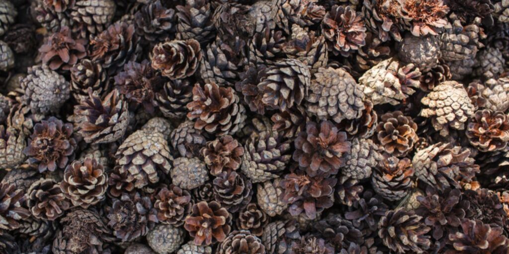 The Hidden Benefits of Pine Cones: Why Every Gardener Should Leave Them in the Garden - Natural ...