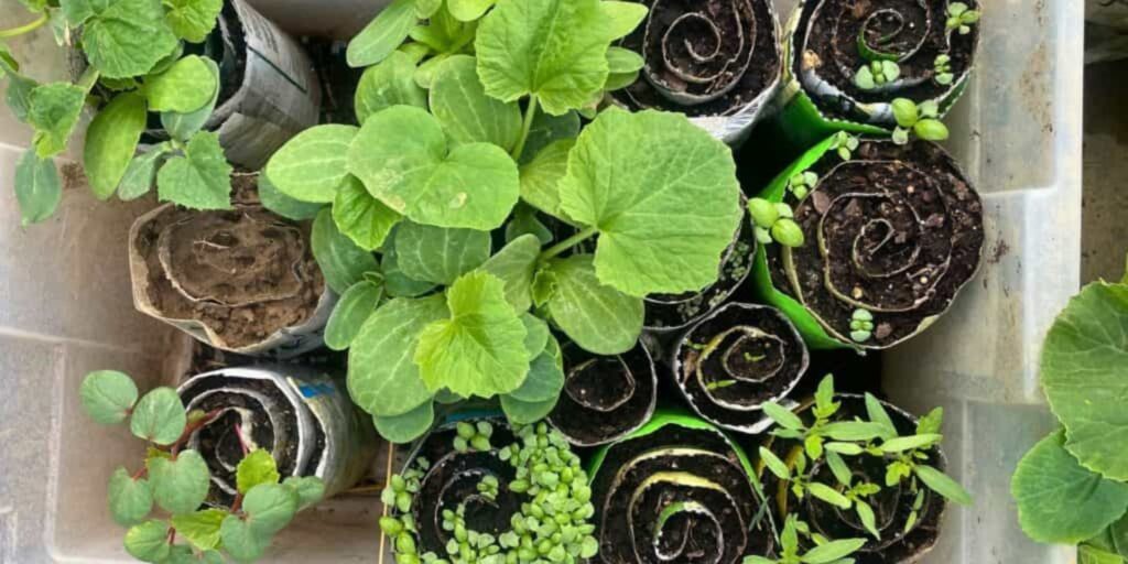 Less Space, Big Results: Mastering the Seed Snail Growing Method ...