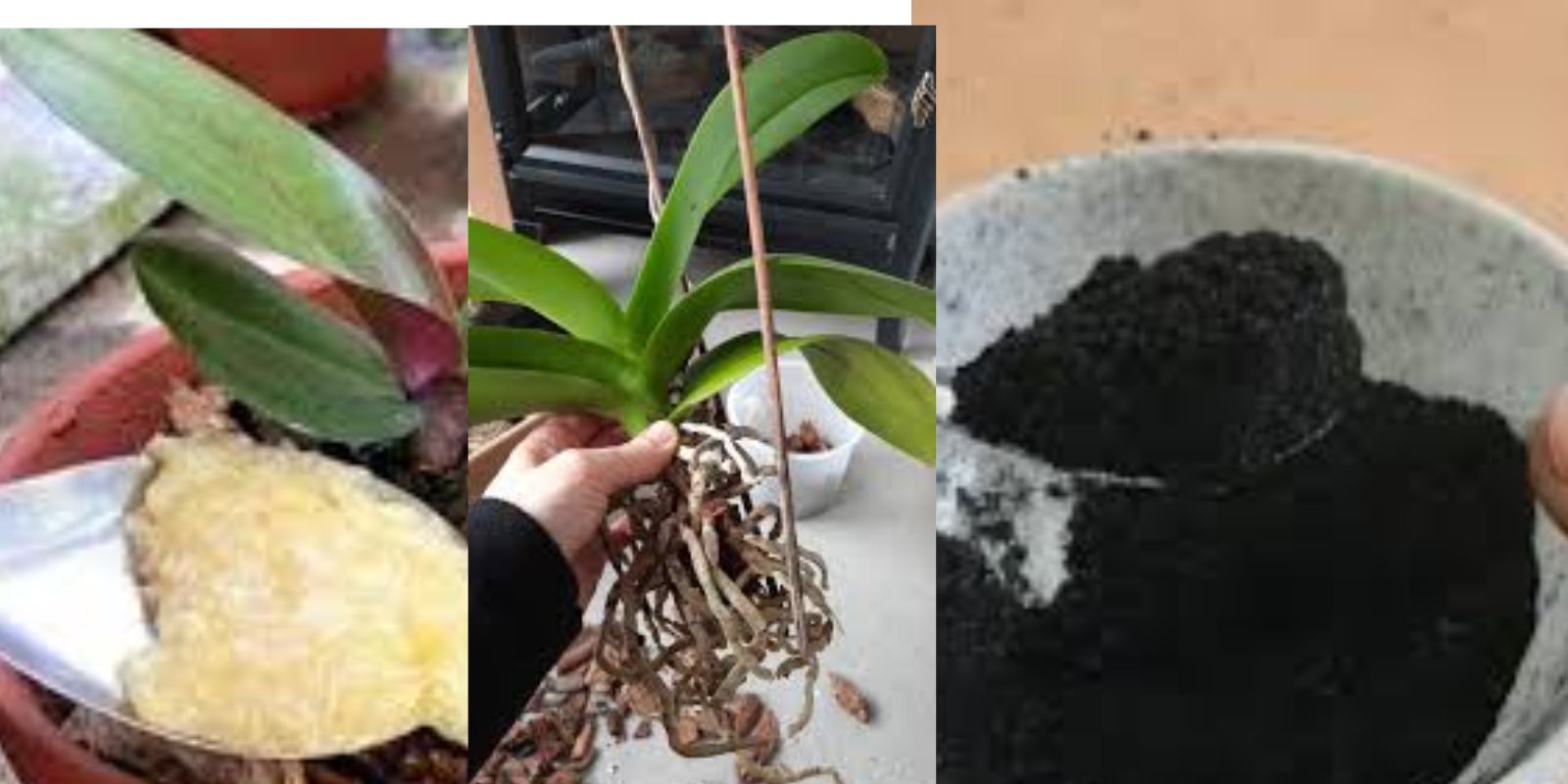 How to Make Orchids Bloom Year-Round: The Magic of a Spoonful of This ... How to Make Orchids Bloom Year-Round: The Magic of a Spoonful of This ...