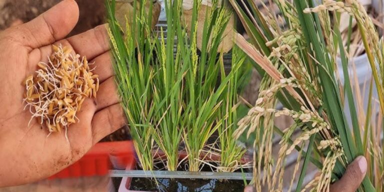 How to Grow Rice from Store-Bought Brown Rice: A Beginner’s Guide to ...