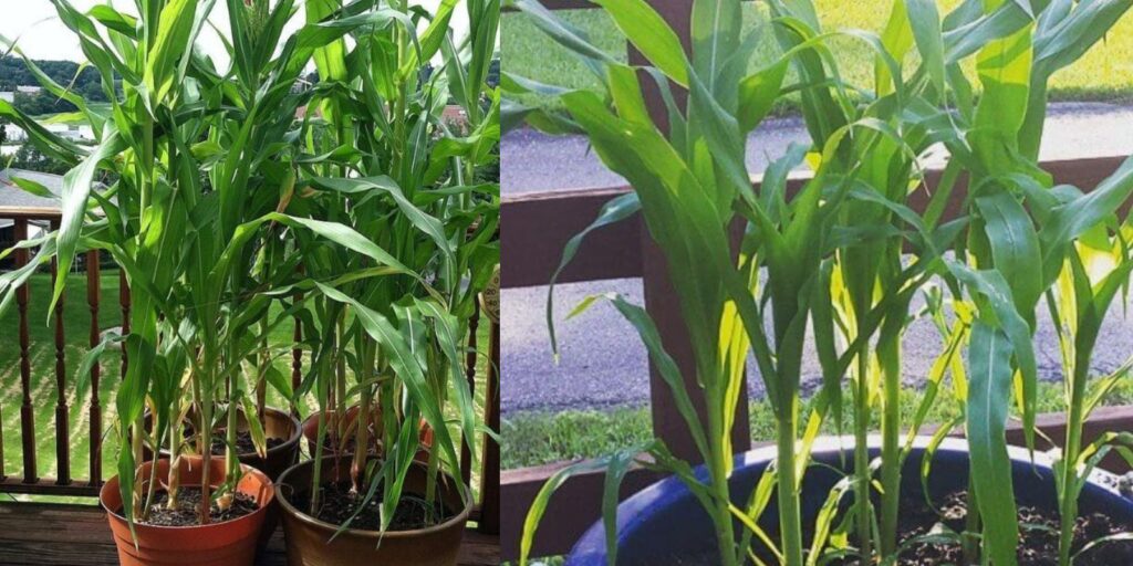How to Grow Corn in Containers: A Complete Guide for Urban and Small ...