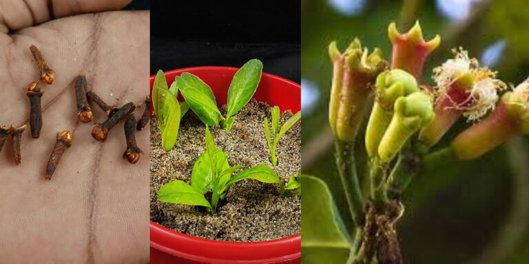 How to Grow Cloves at Home: A Complete Guide from Seed to Spice ...