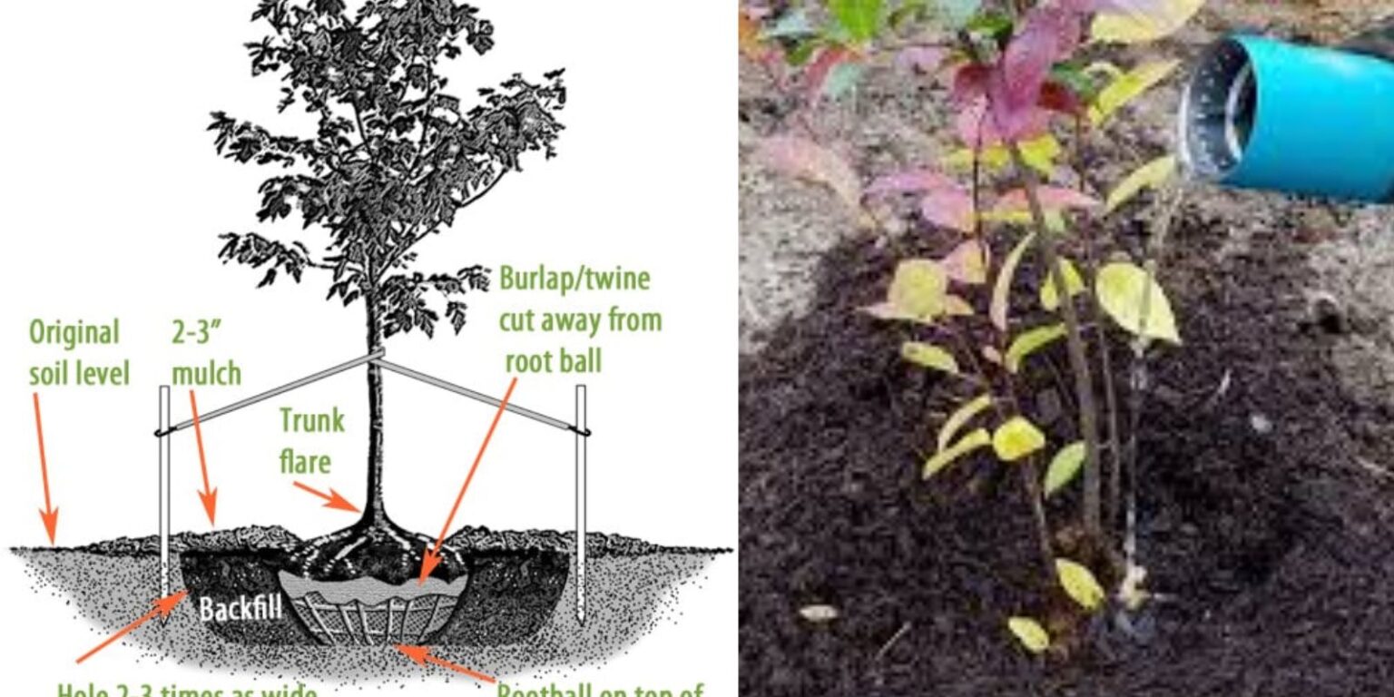 How to Grow Trees at Home: An In-Depth Guide to Growing Greenery ...