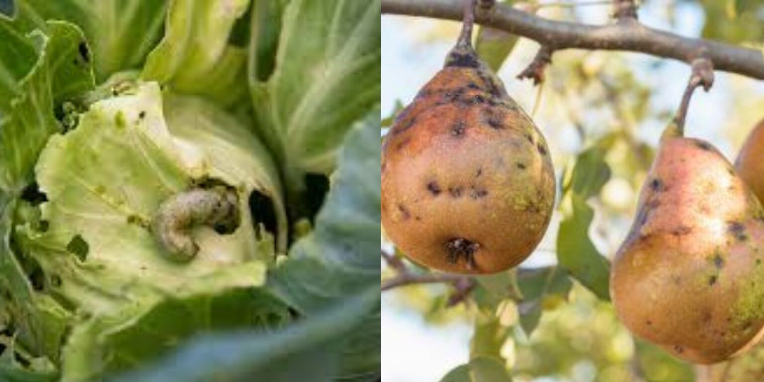 Cabbage Loopers: How to Spot, Treat, and Prevent These Pests in Your ...