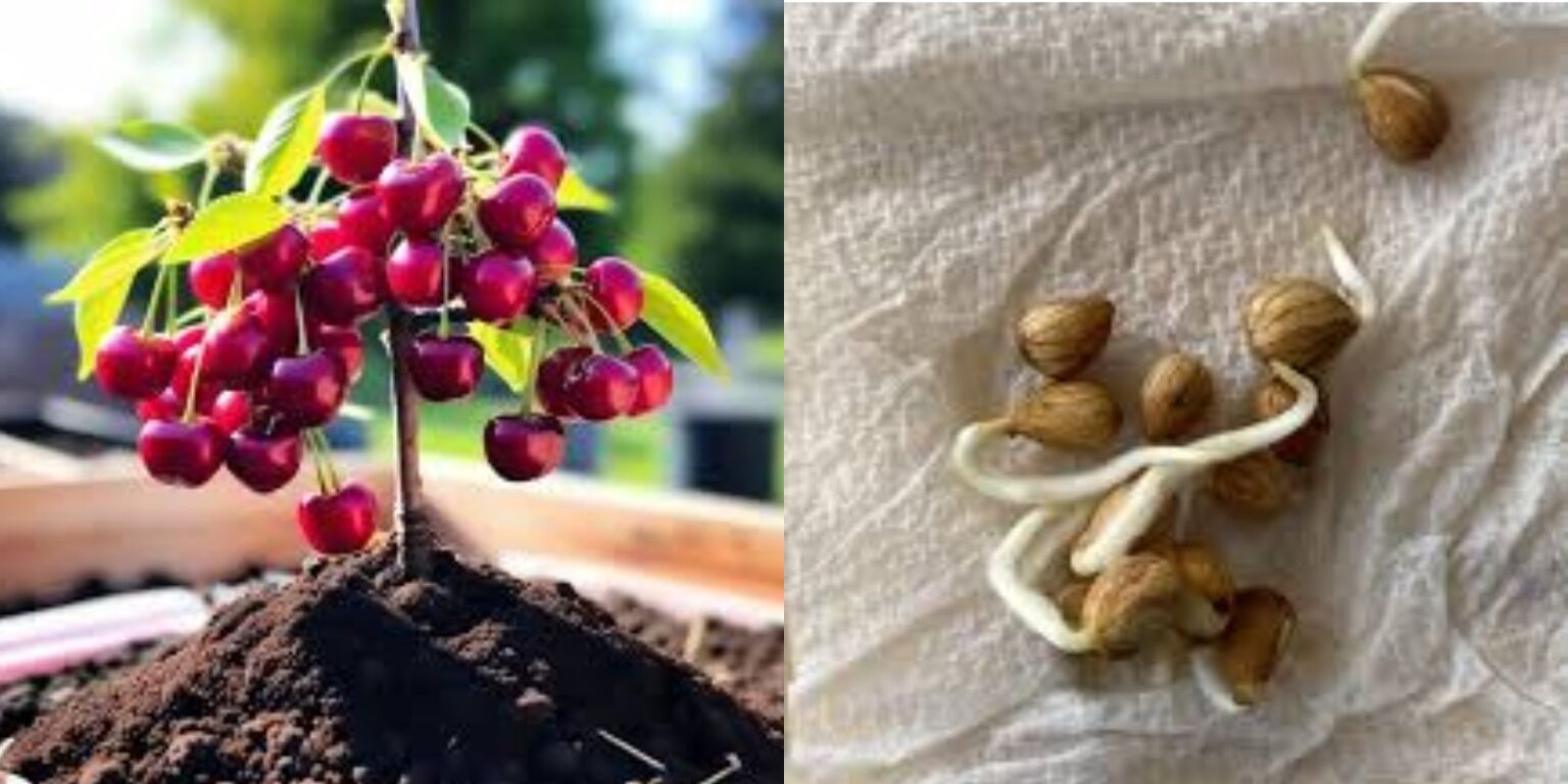 How to Grow a Cherry Potted Tree from Seed: A Step-by-Step Guide ...