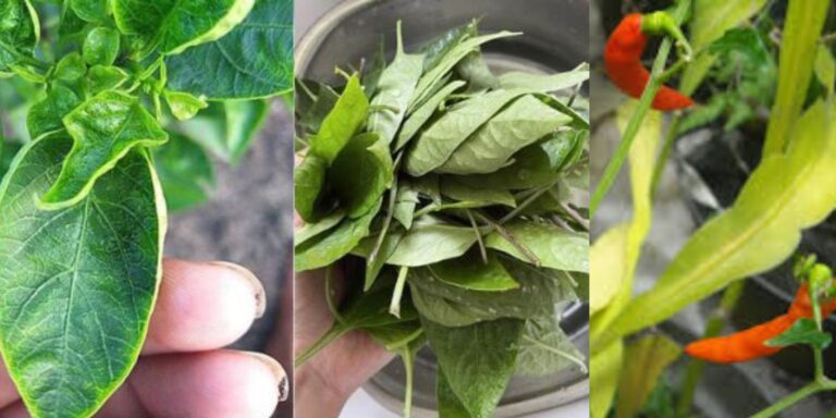"The Hidden Power of Chili Leaves: How to Grow, Harvest, and Use Them ...