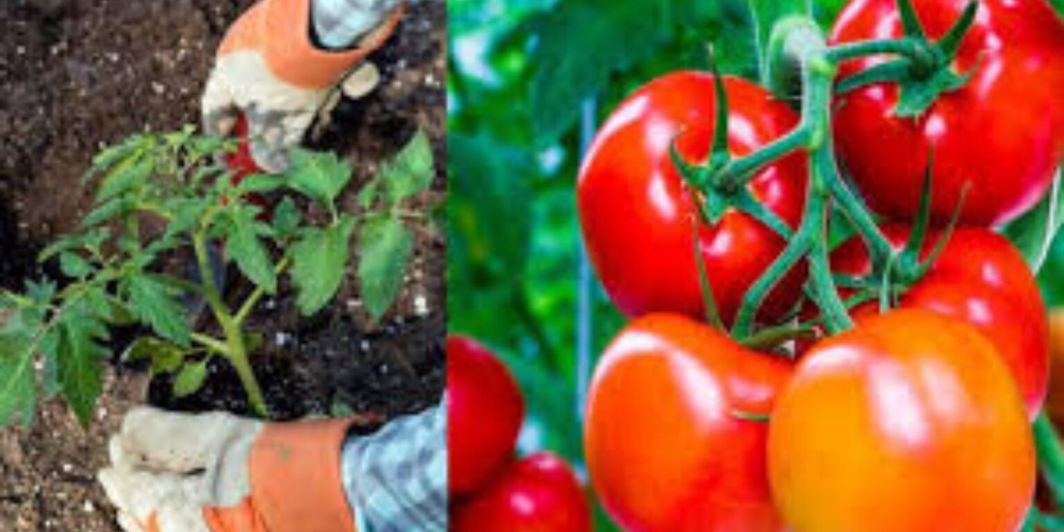 The 7 Best Fertilizers for Tomatoes: How to Make Your Plants Grow Like Never Before - Natural ...
