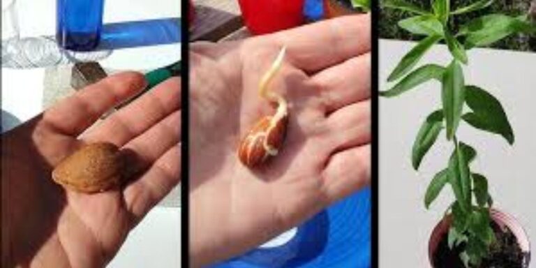 How to Grow a Peach Tree from Seeds at Home: A Step-by-Step Guide ...