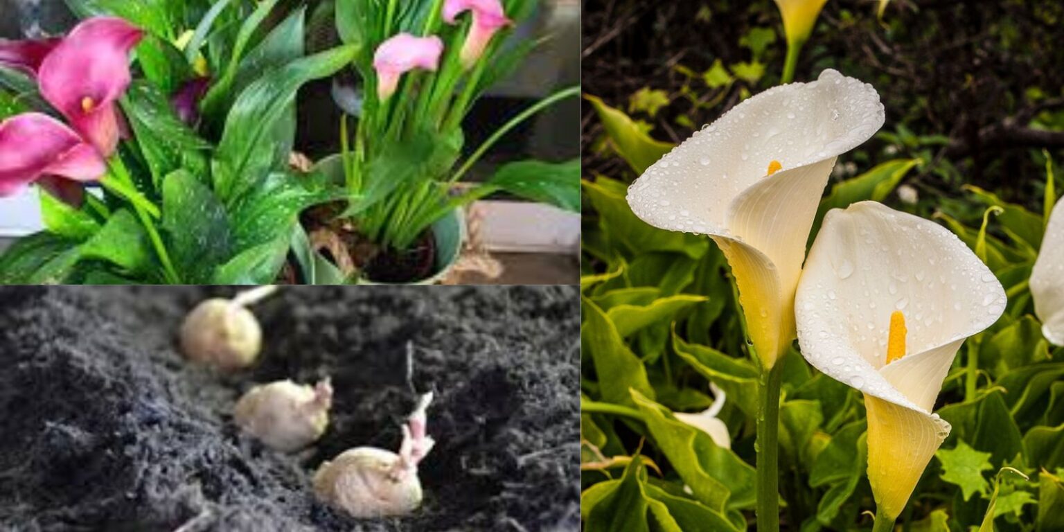 How to Grow Calla Lilies (Arum or Alcatraz) and Their Care Tips: A ...