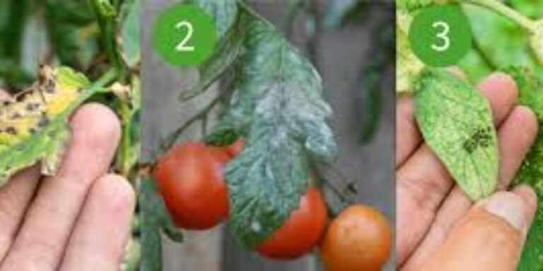 The Ultimate Guide to Identifying and Controlling Tomato Pests with Eco ...