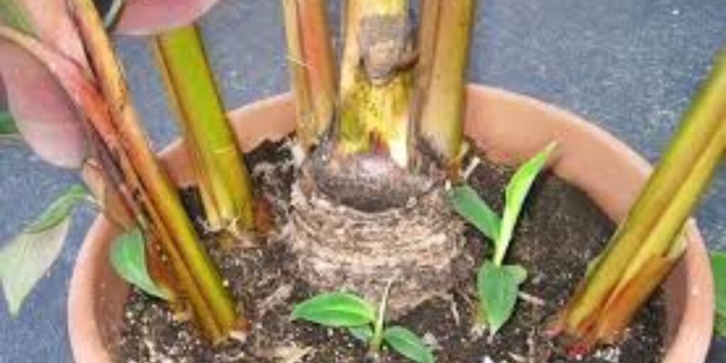 How to Propagate Banana Plants: The Complete Guide to Growing Your Own ...