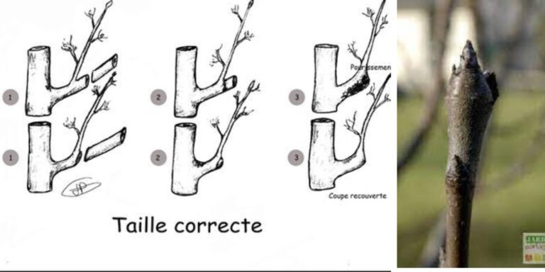 Understanding and Identifying the Key Growth Structures of Pear Trees ...