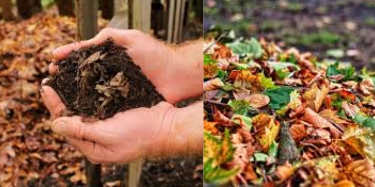 How to Compost Leaves Fast: 5 Essential Tricks for Quick Decomposition ...