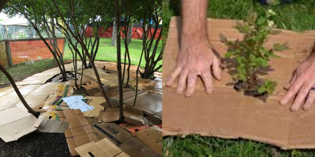 How to Use Cardboard to Stop Weeds in Flowerbeds: A Simple, Eco ...