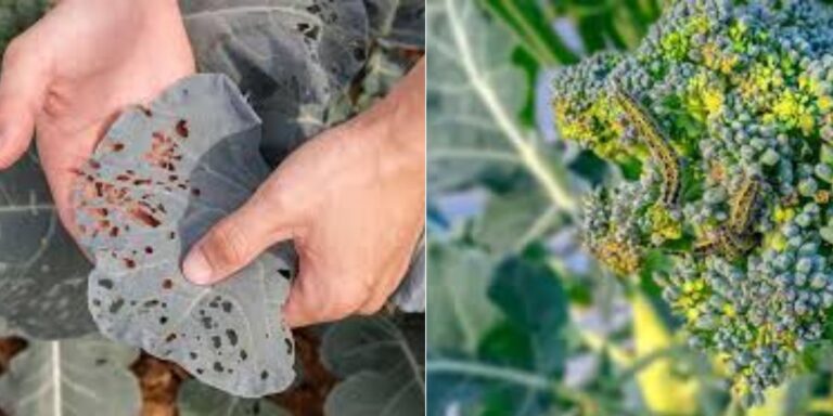 Understanding and Solving Common Broccoli Growing Problems: A ...