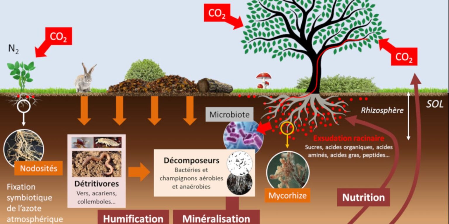 Understanding Nutrient Mobility in Soil: A Key to Thriving Plants ... Understanding Nutrient Mobility in Soil: A Key to Thriving Plants ...