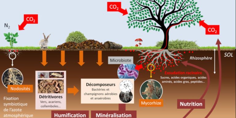 Understanding Nutrient Mobility in Soil: A Key to Thriving Plants ...