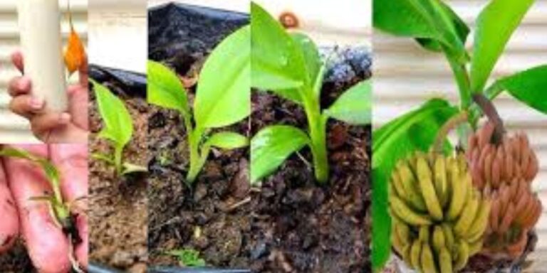 The Amazing Technique for Planting Bananas Using Banana Stem and Bitter ...